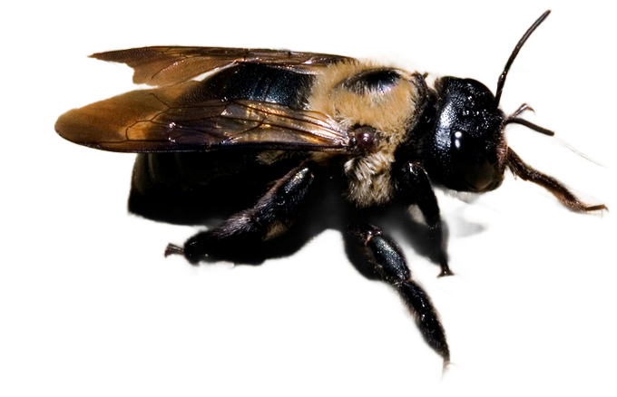 Carpenter Bees - California Termite and Pest Control