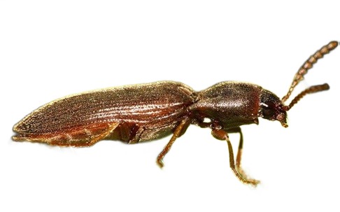 Beetles - California Termite and Pest Control